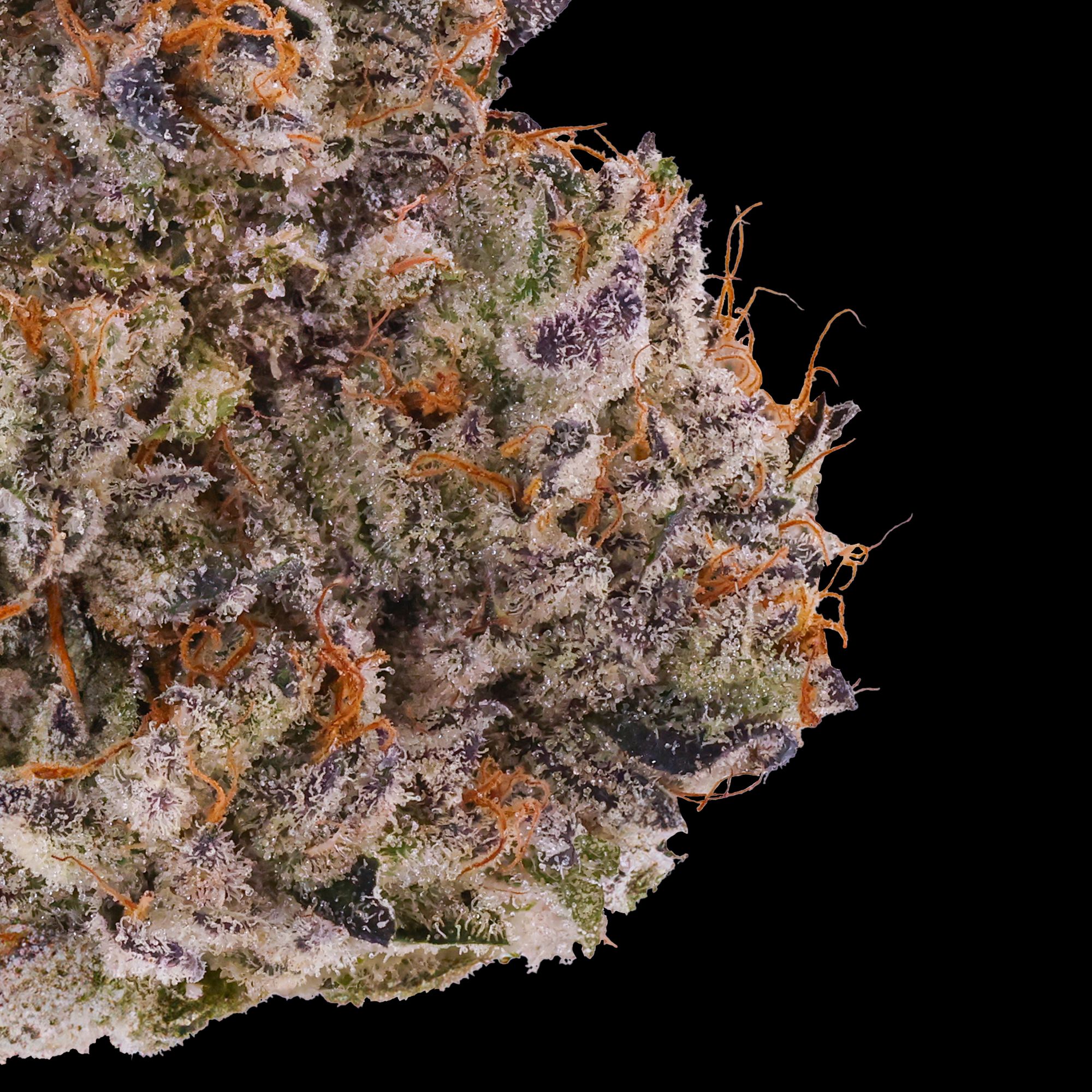 Fig OG - Strain | Fig Farms