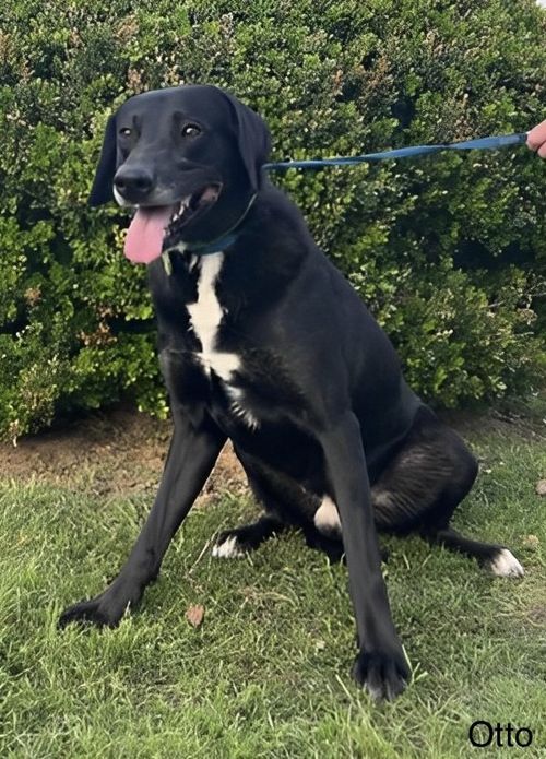 Adopt a Dog in Tyler, Texas - Nicholas' Pet Haven