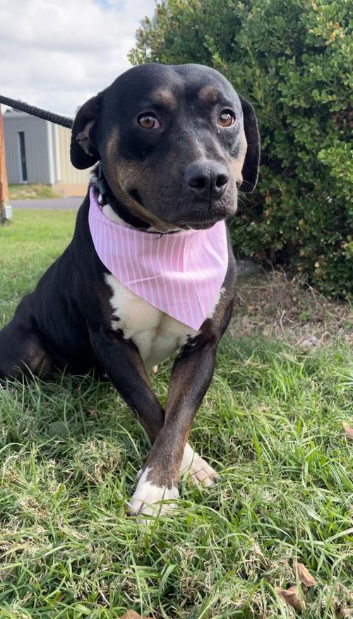 Adopt a Dog in Tyler, Texas - Nicholas' Pet Haven