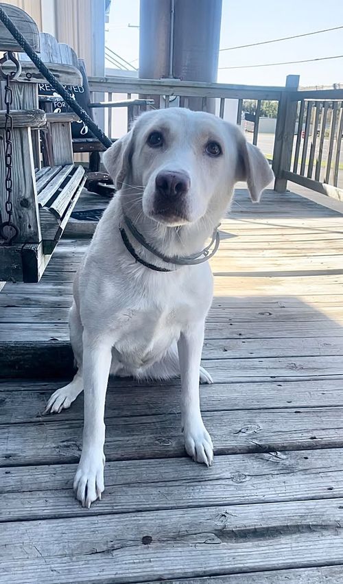 Adopt a Dog in Tyler, Texas - Nicholas' Pet Haven