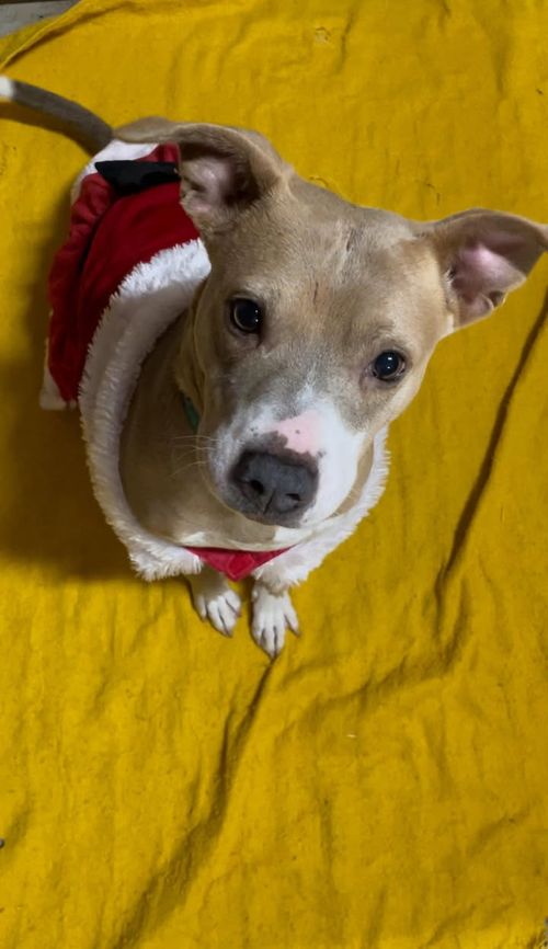 Adopt a Dog in Tyler, Texas - Nicholas' Pet Haven