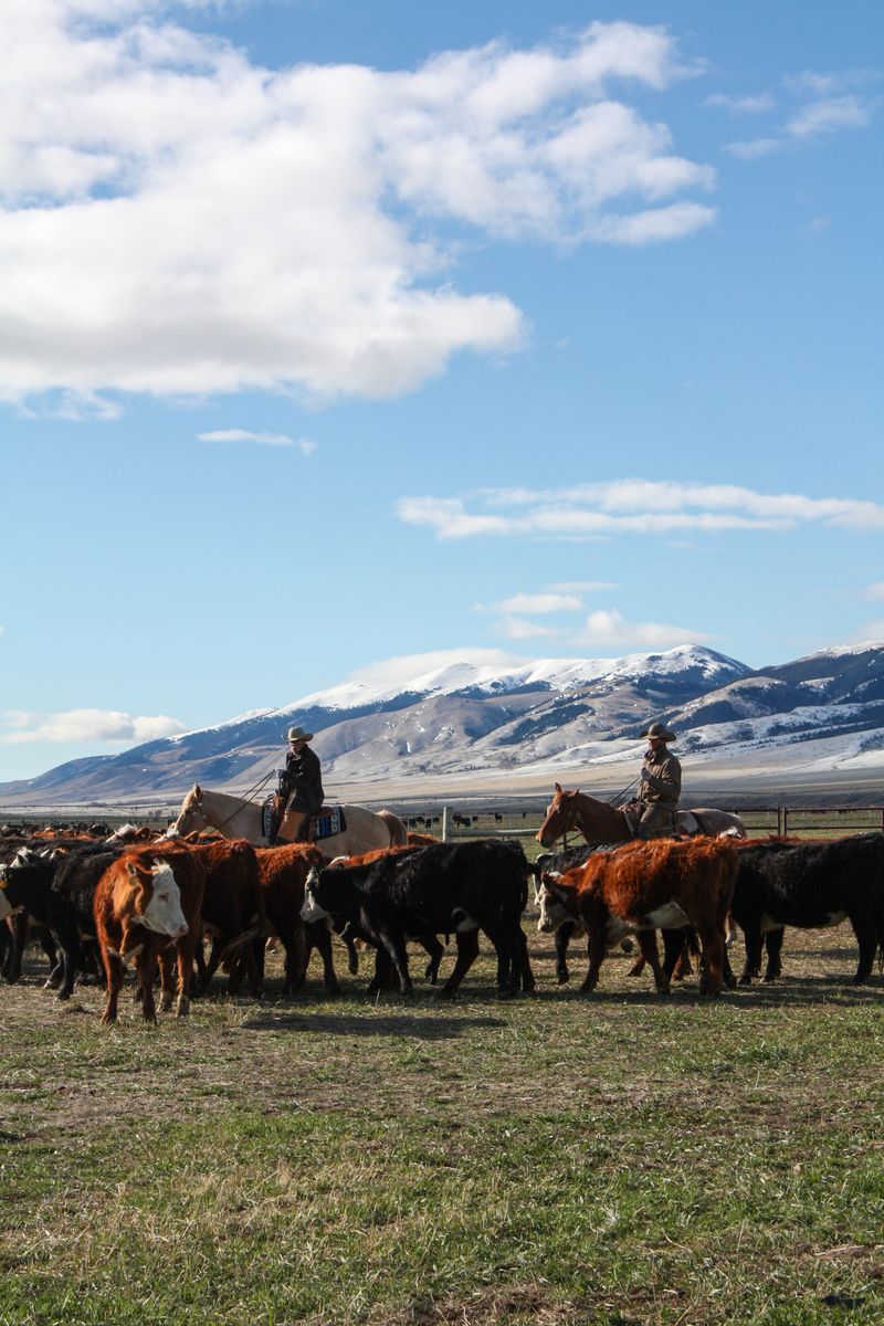 Matador Ranch & Cattle | Where Nature & Agriculture Thrive