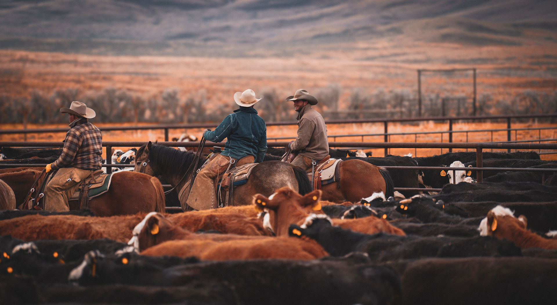 Matador Ranch & Cattle | Where Nature & Agriculture Thrive