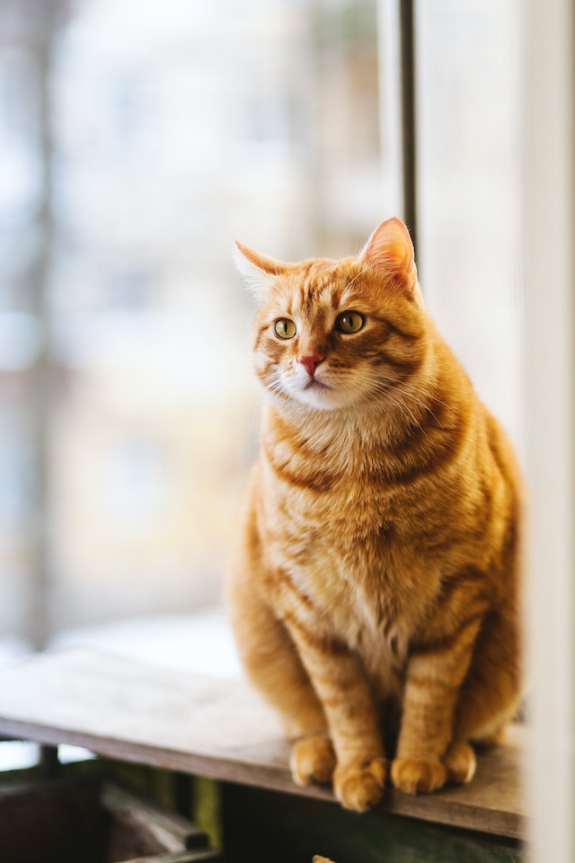 Can Cats Have Autism? Signs & Symptoms In Cats
