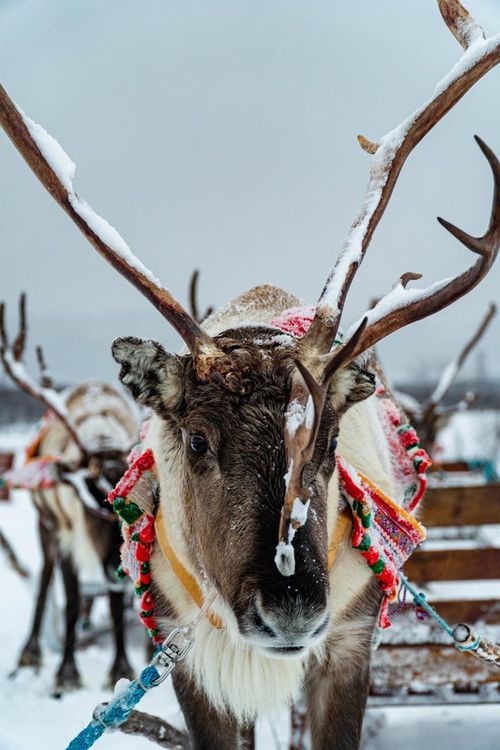 Explore Sami Culture in Tromsø | Heritage & Traditions