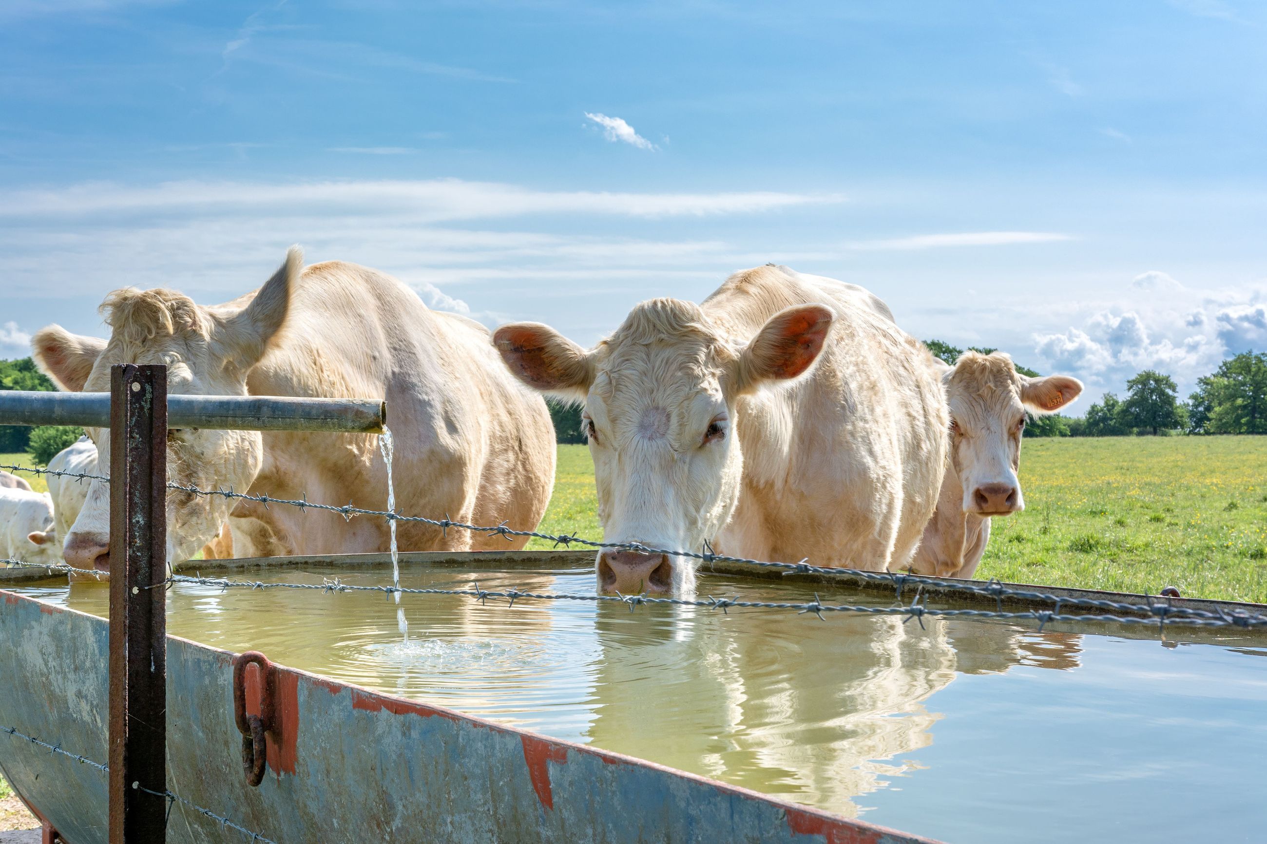 Precision breeding and improved water management in agriculture | Kumulus