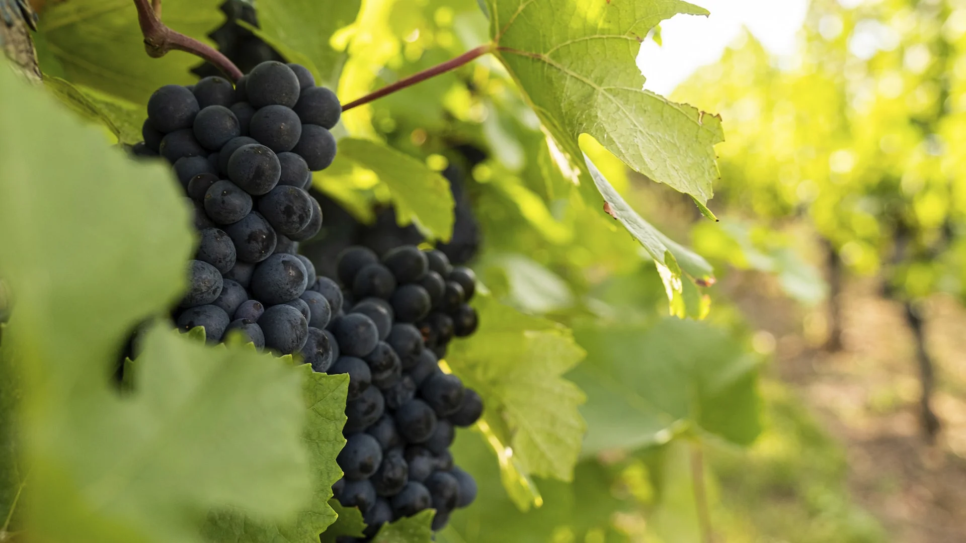 Alicante Bouschet: Everything You Need to Know
