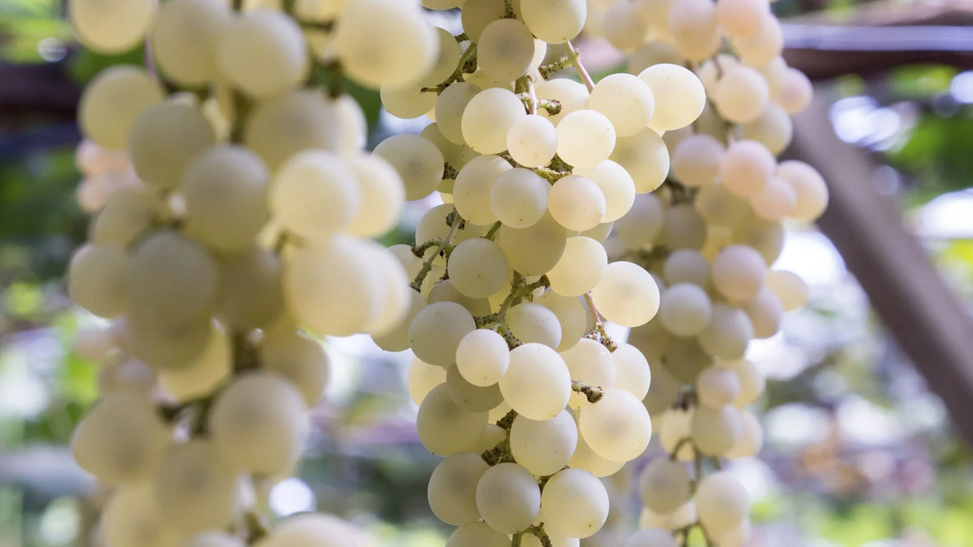 Semillon: In-depth Grape Varietal Profile