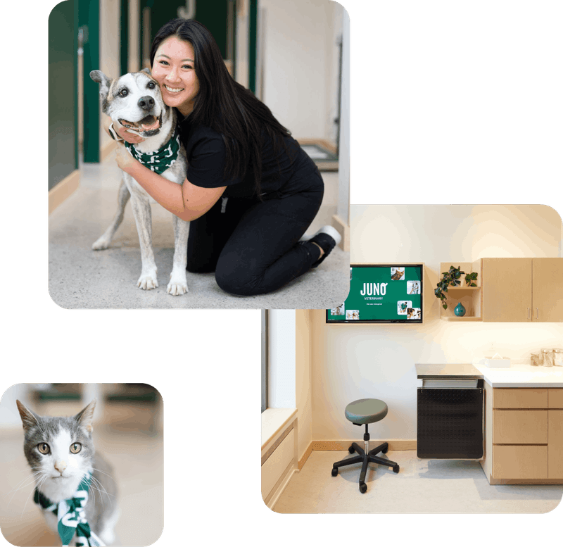 Today's availability: Toronto | Juno Vet
