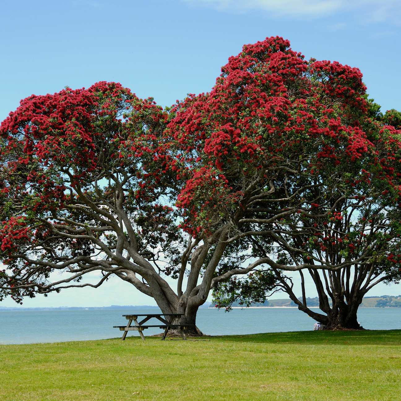 Christmas in Aotearoa - A Maverick Traveller