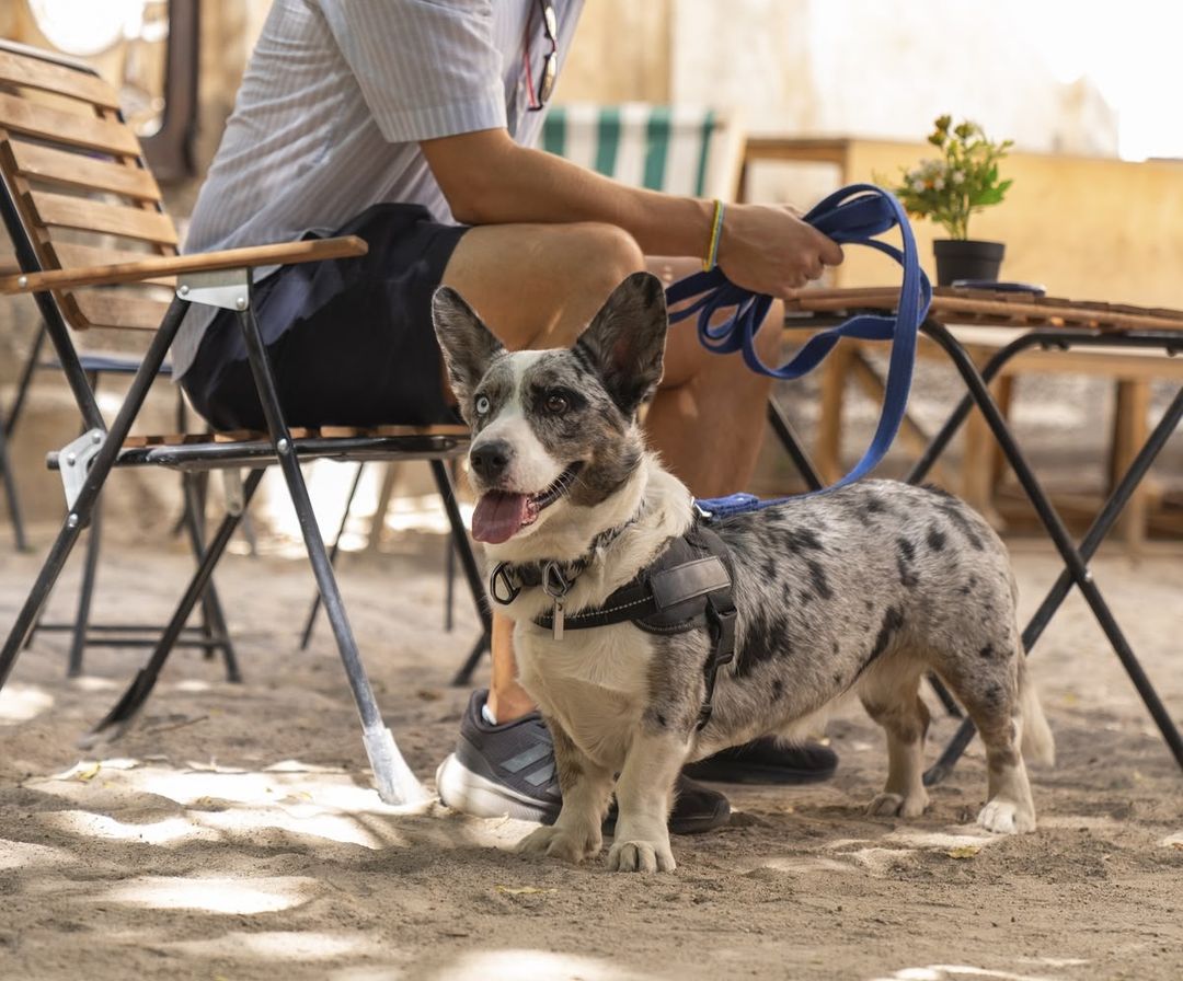 The Ultimate 2025 Guide to Dog-Friendly Spots in Dubai & Abu Dhabi ...