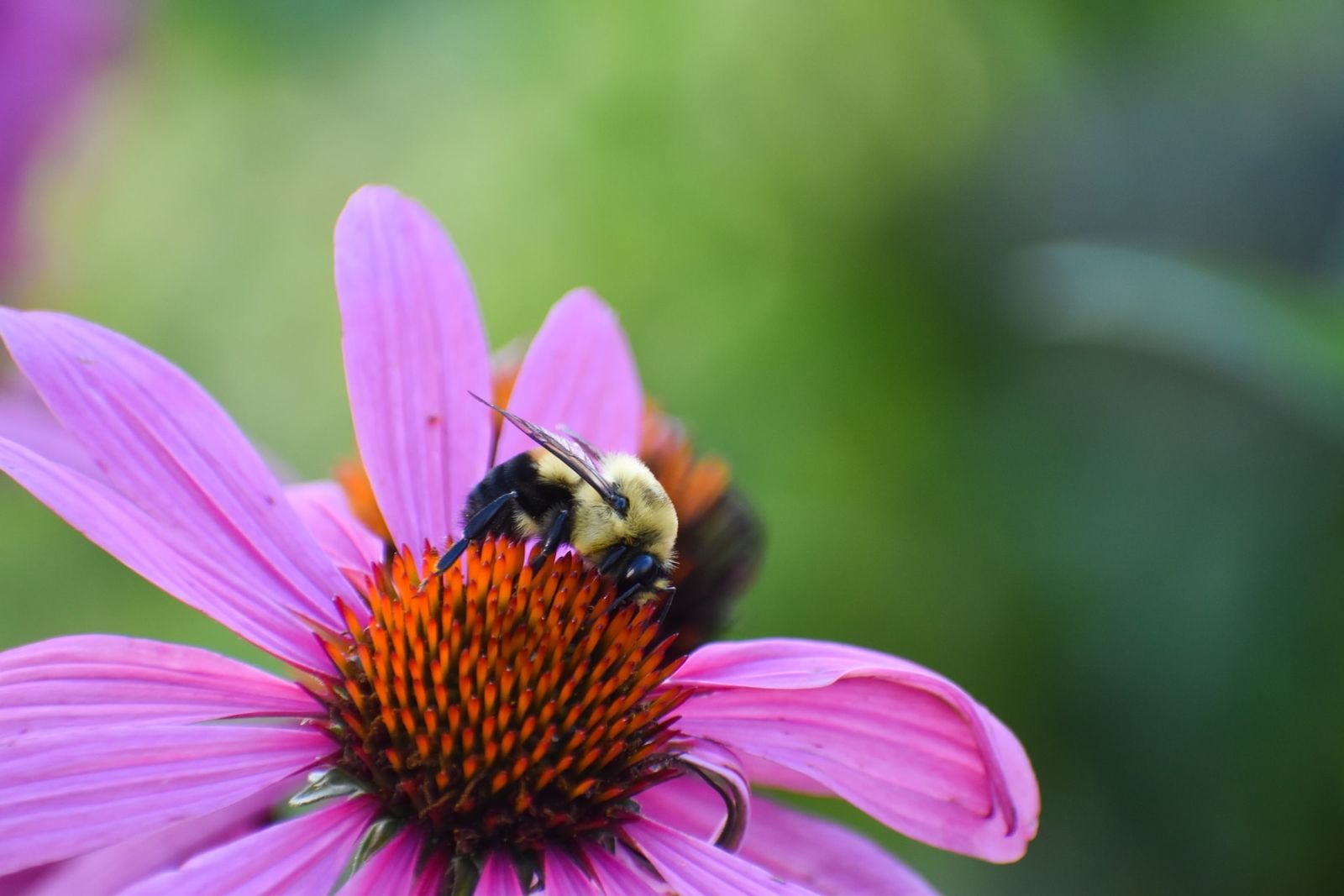 New Hampshire Beekeepers Association 🐝