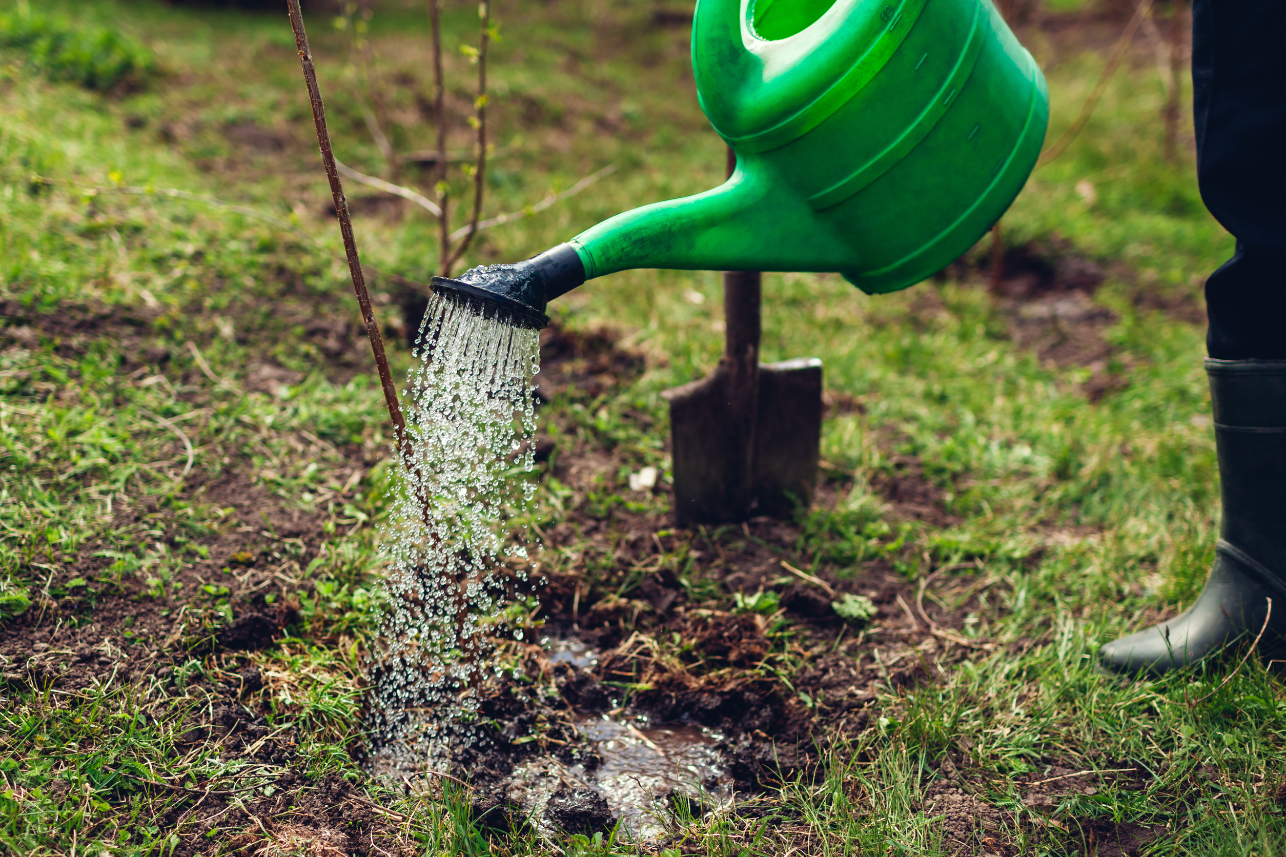 How Tree Aeration Can Save a Struggling Tree