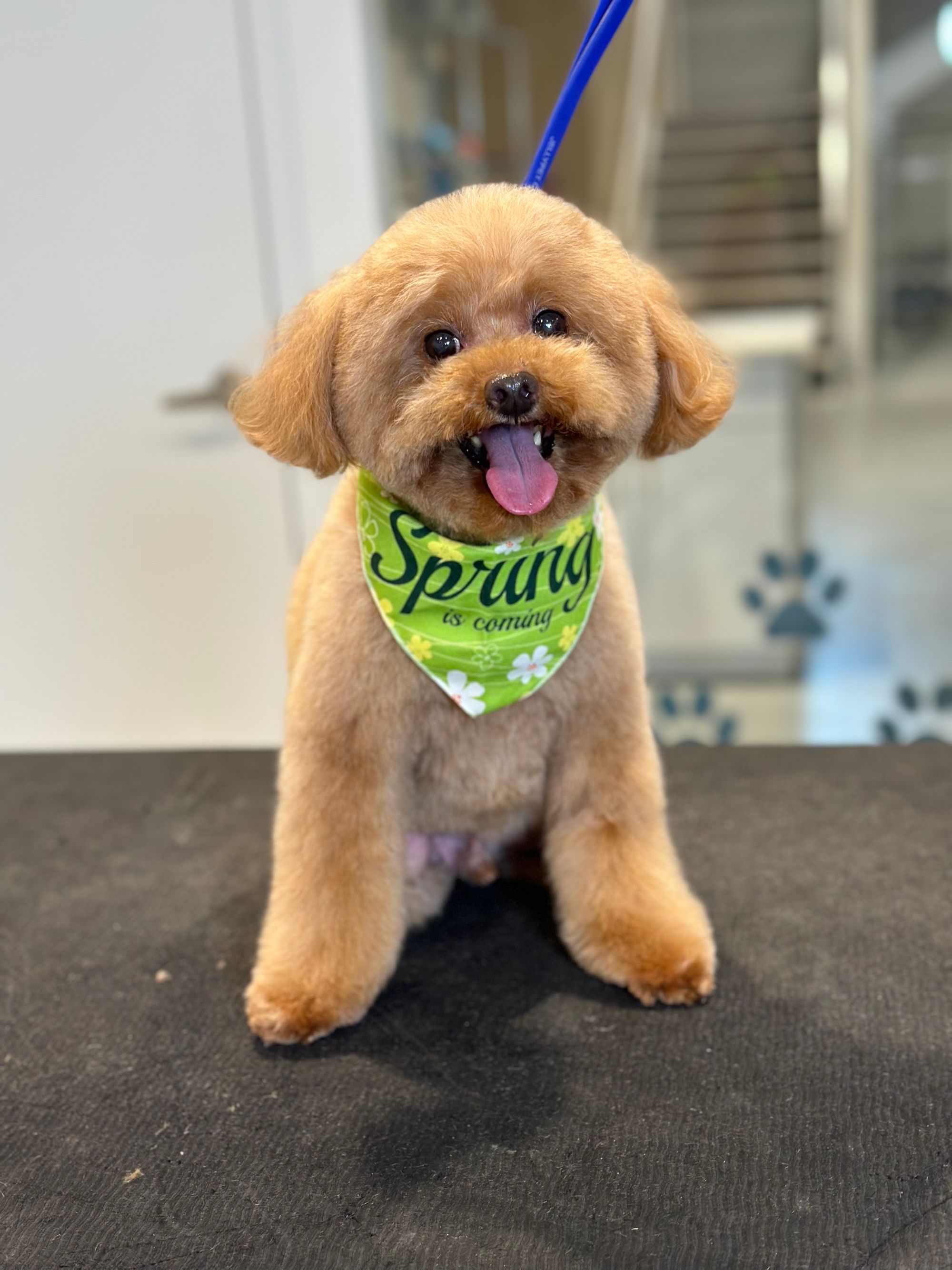 Pets4Life | Veterinary Hospital, Grooming, Retail, and More