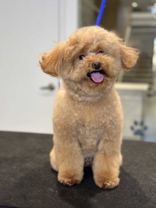 Pets4Life | Veterinary Hospital, Grooming, Retail, and More