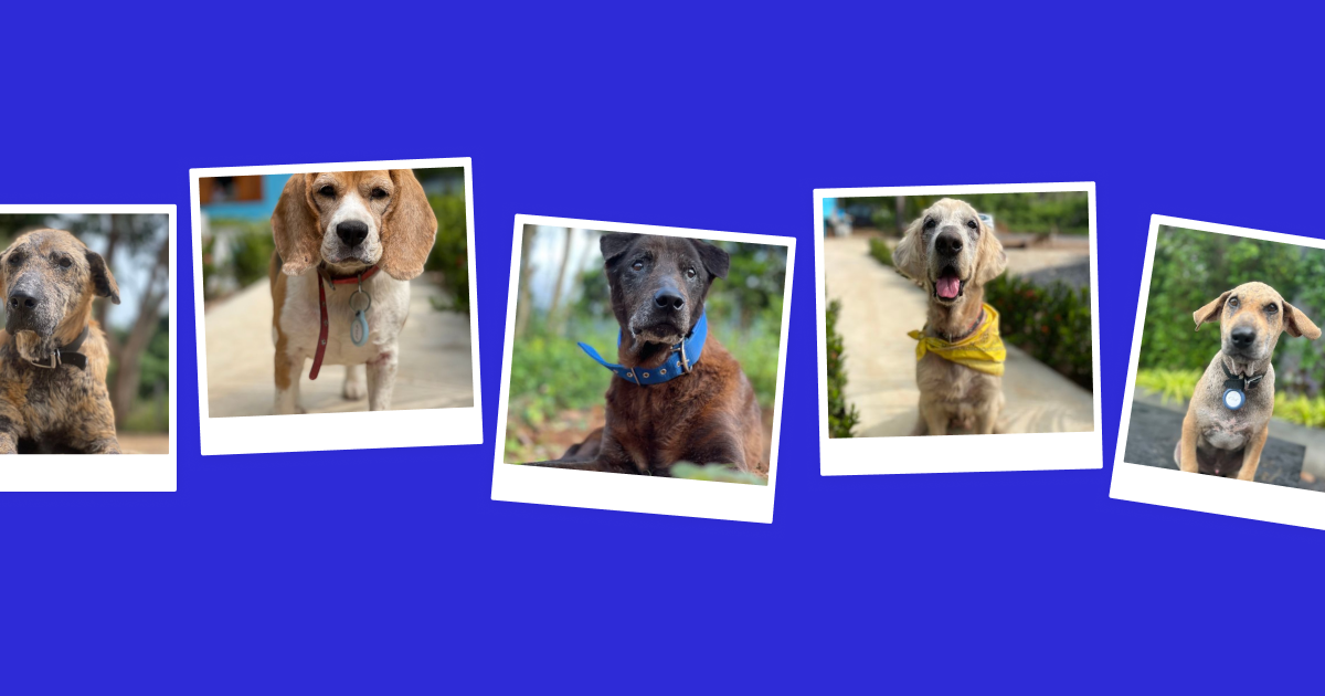 Our Story | Happy Doggo