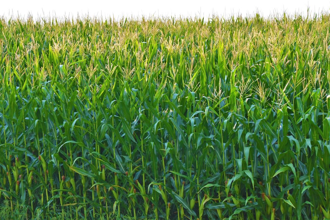Agricultural Nitrogen Transformation — Spark Climate Solutions