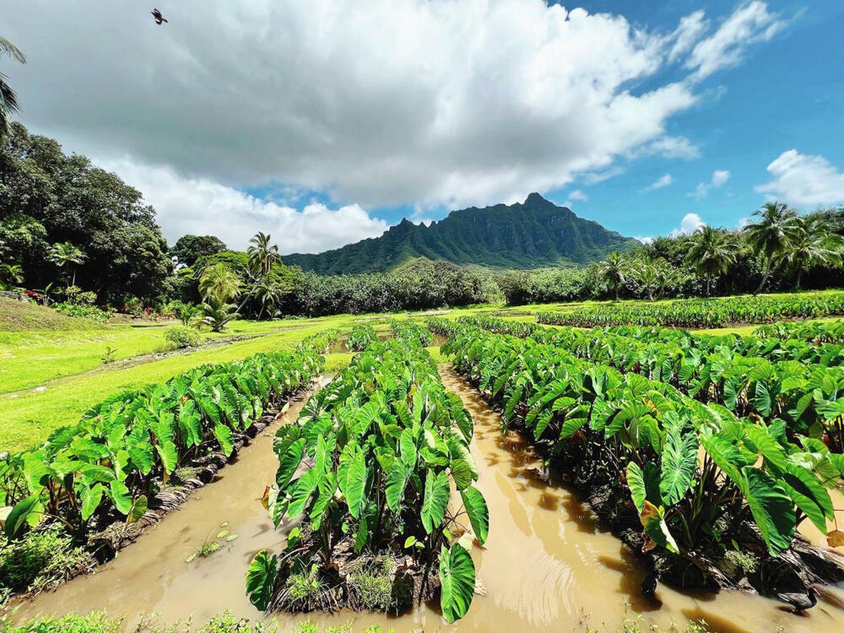 Native Plant Propagation | Kualoa Ranch