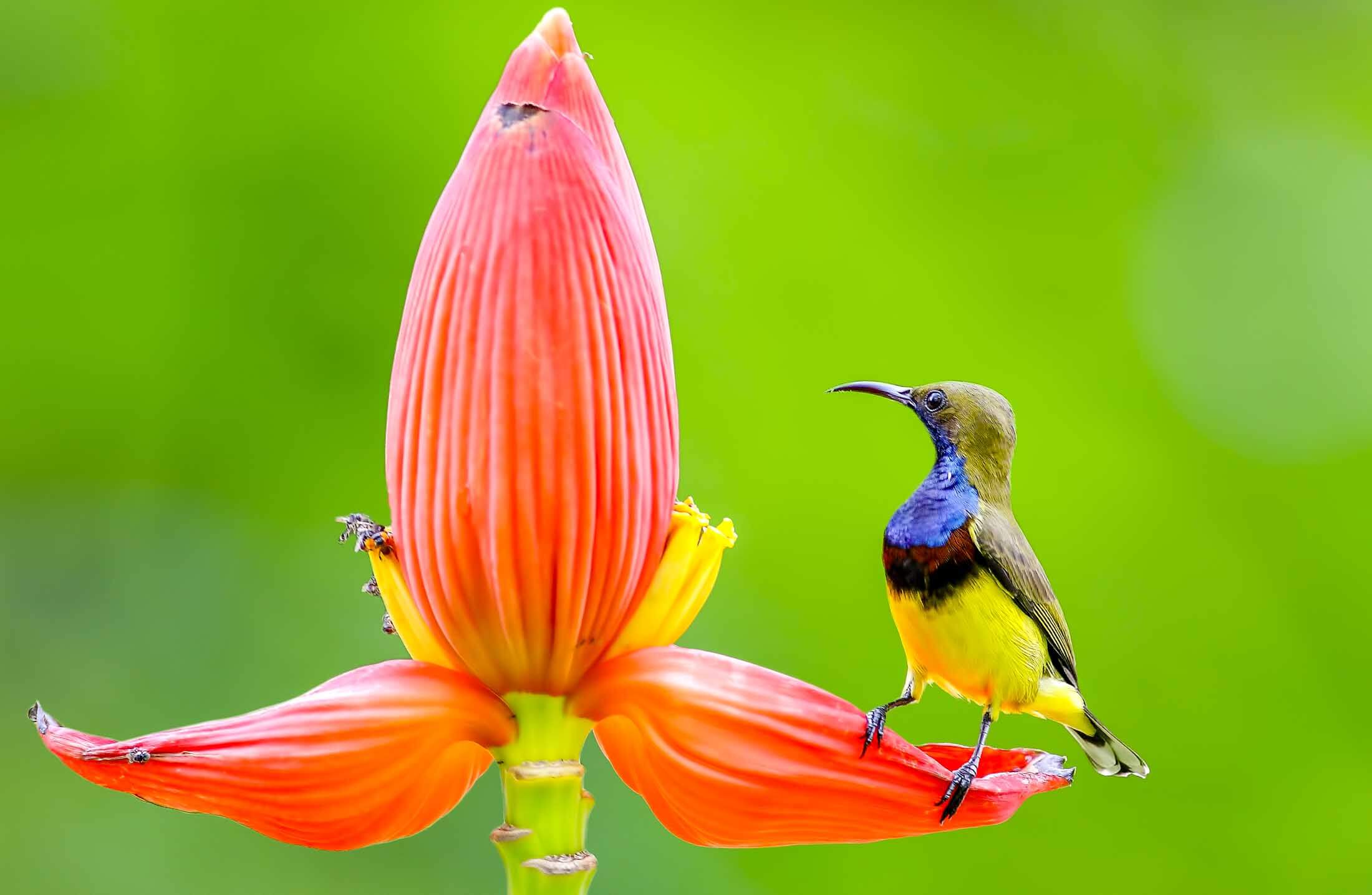 Birds of Koh Samui, Thailand: Koh Samui Bird-Watching Tips