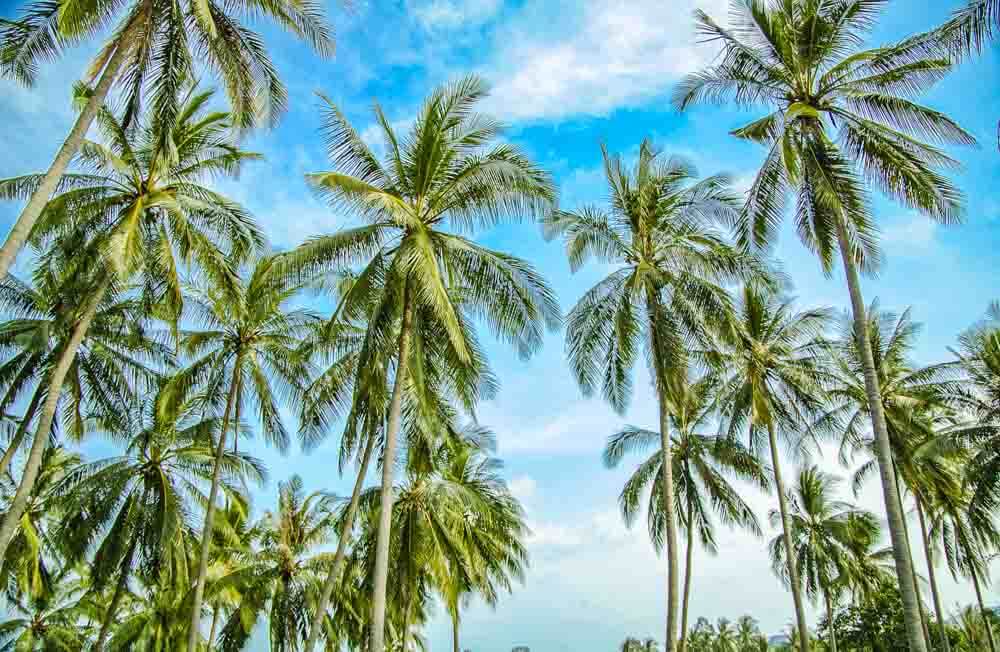 Koh Samui | All Posts | The Koh Samui Guide