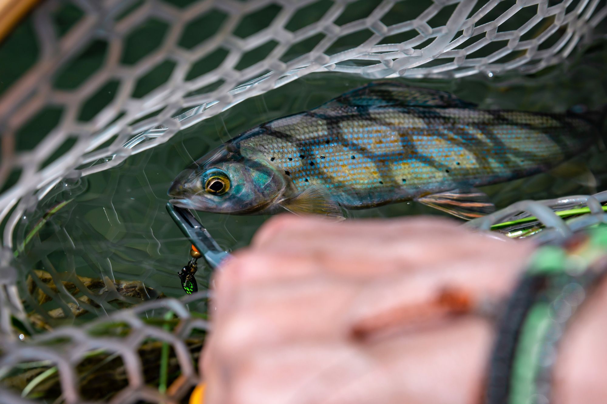 Fishing - Yukon Fish & Game Association