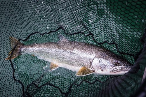 Yukon Fish & Game Association