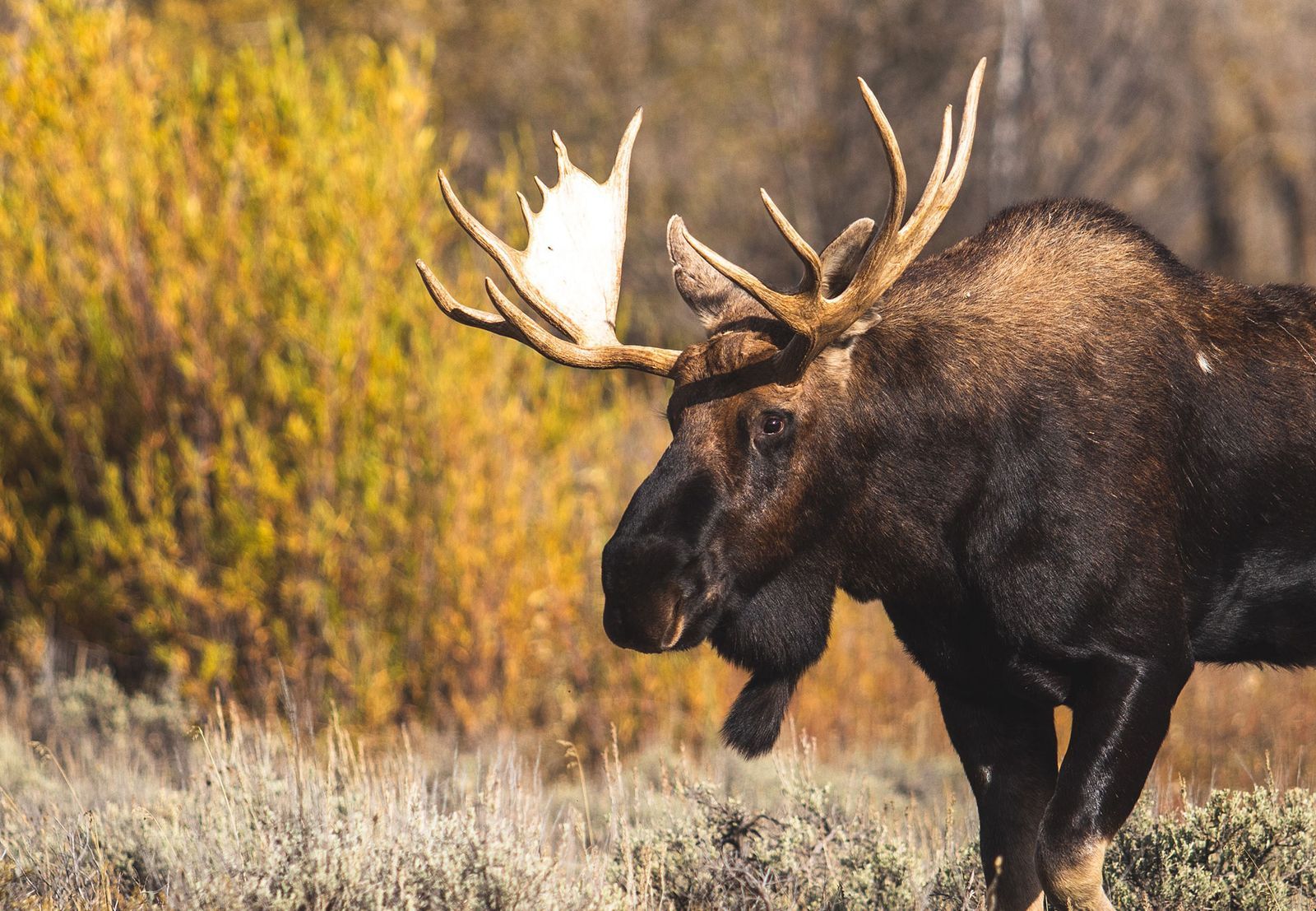 North American Grey Wolf Hunting - Shoshone Adventures