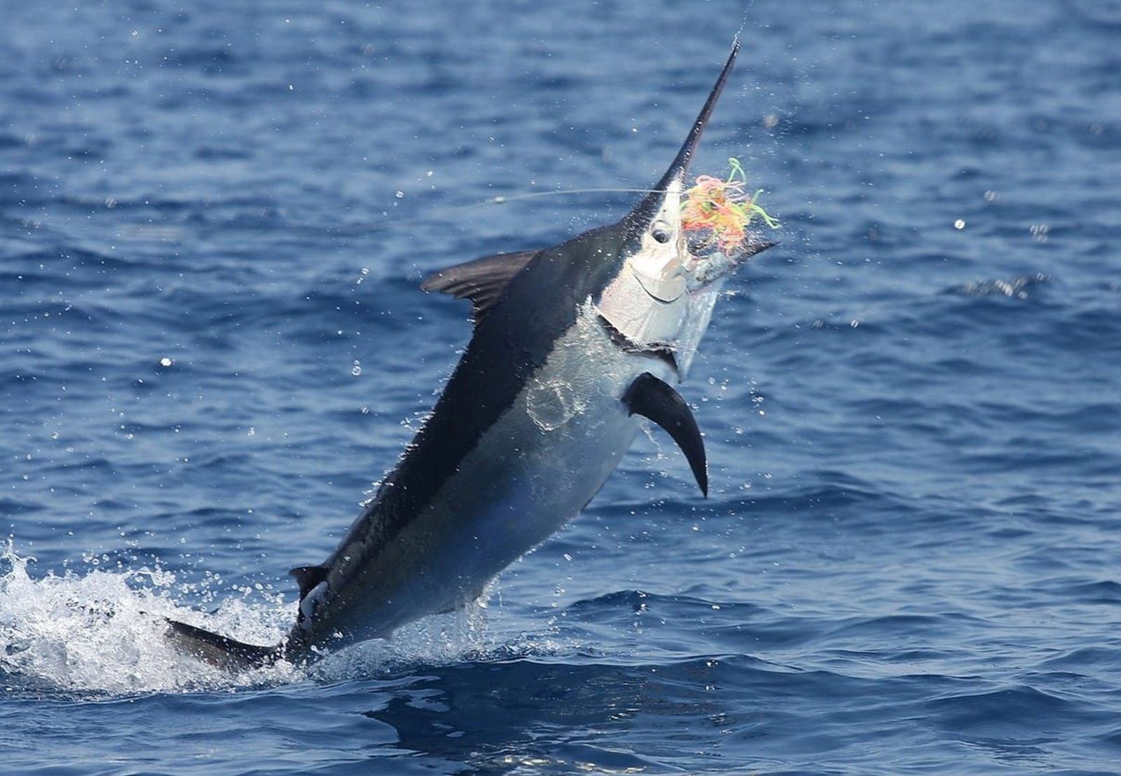 Newfoundland Moose Hunt in Moose Management Areas 25, 26, & 37 ...