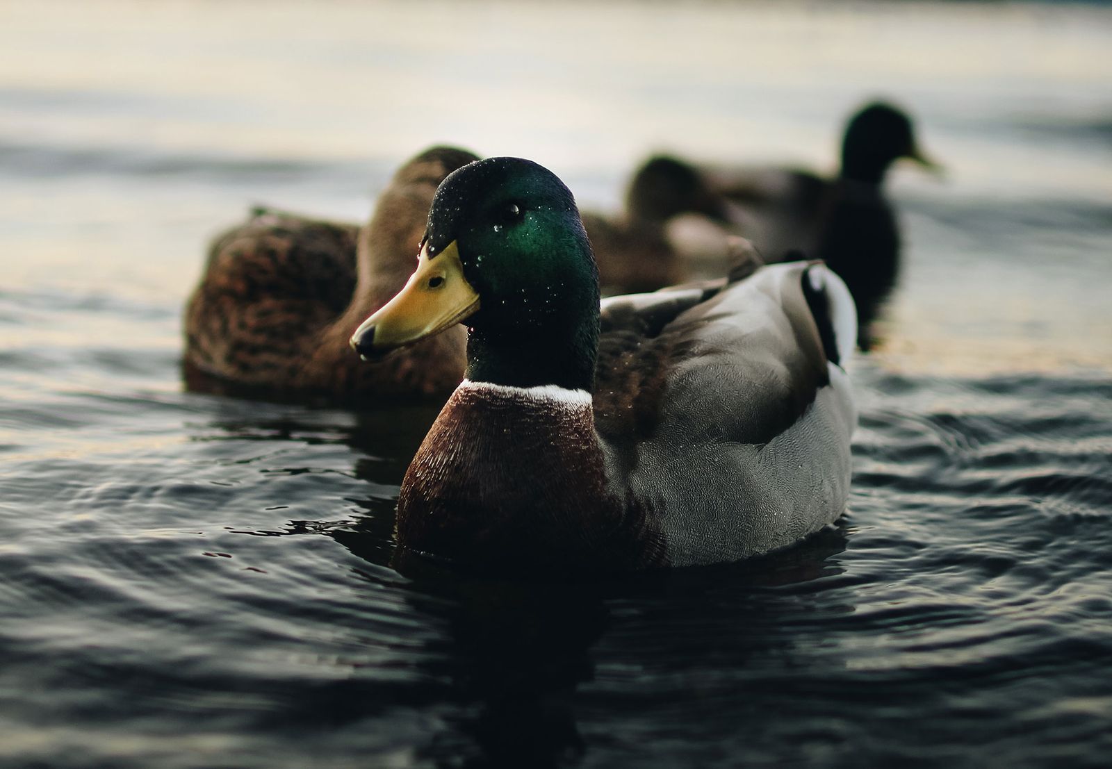 North American Grey Wolf Hunting - Shoshone Adventures