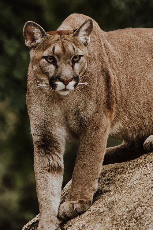 Newfoundland Moose Hunt in Moose Management Areas 25, 26, & 37 ...