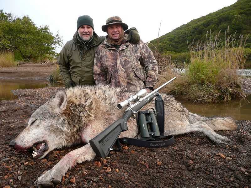 North American Grey Wolf Hunting - Shoshone Adventures