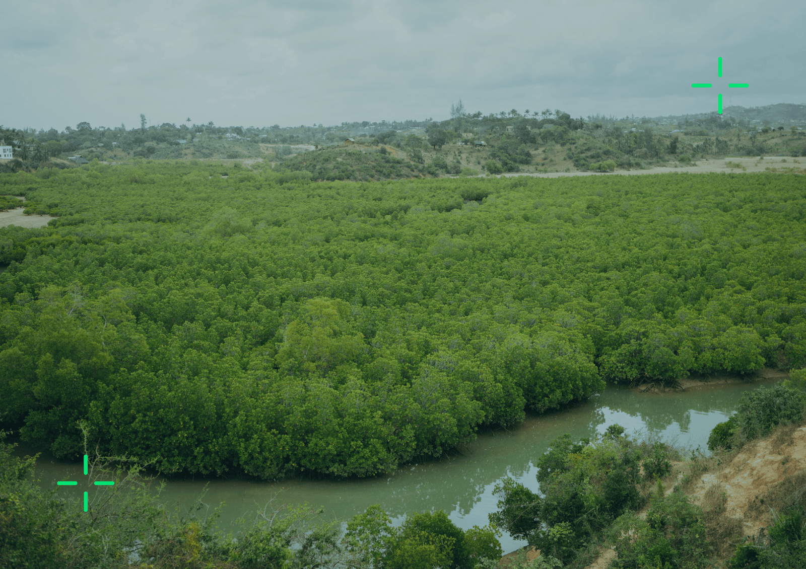 Introducing Our New Tree Planting Partners: Veritree!