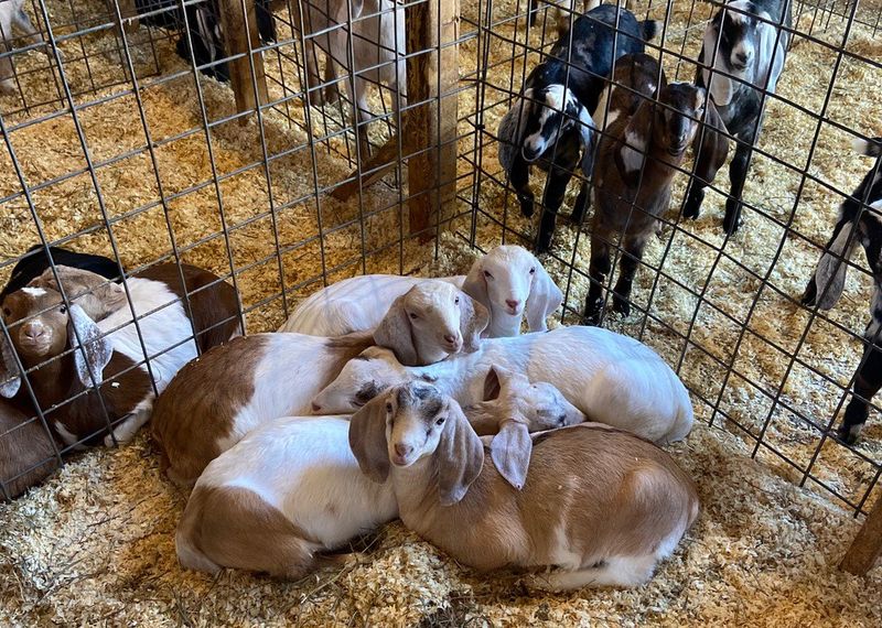 Celebrating Maine Dairy Month: next stop, Flying Goat Farm