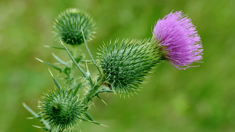 Weed of the Month: Bull/Musk Thistle | Teton County Weed & Pest News