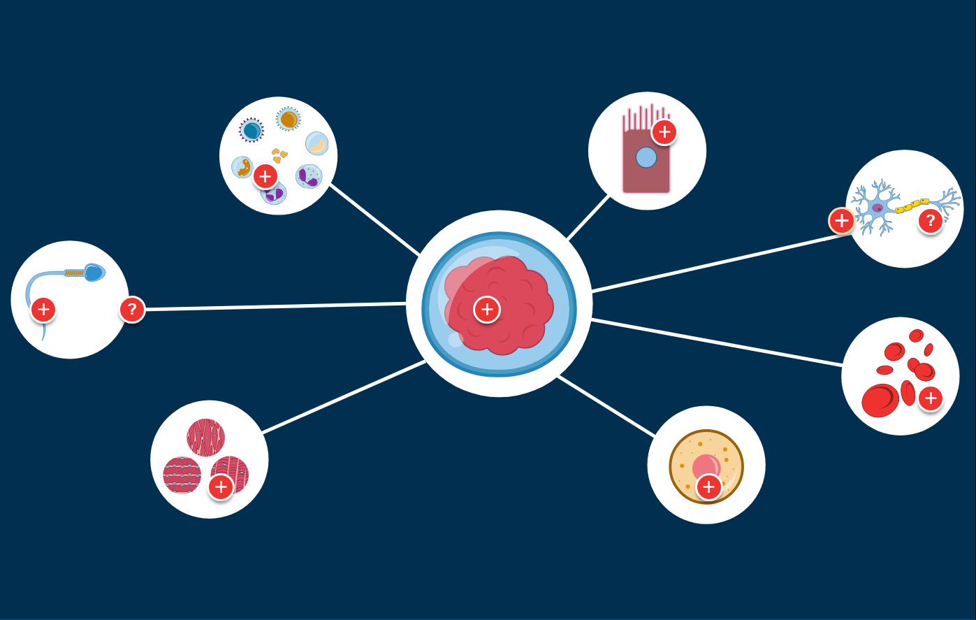 Free activity - Specialized Cells Interactive