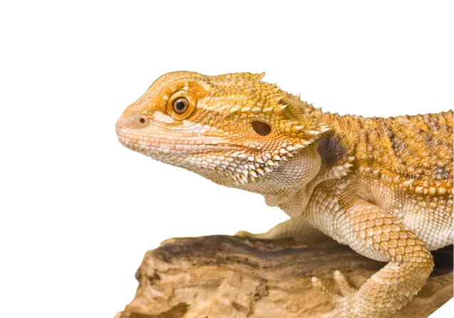 What You'll See | HERPS Exotic Reptile & Pet Shows