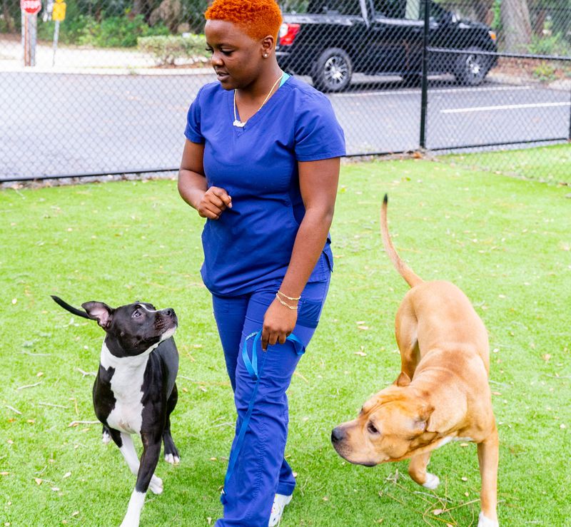 High-Quality Vet Hospital in Riverview, FL | Riverview Veterinary Hospital