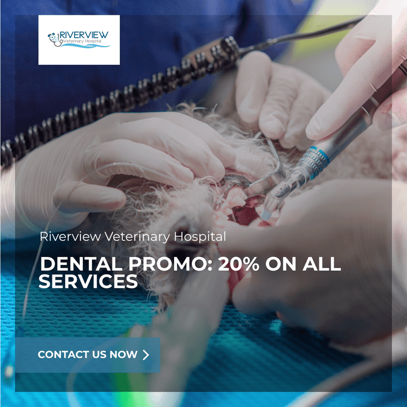 High-Quality Vet Hospital in Riverview, FL | Riverview Veterinary Hospital