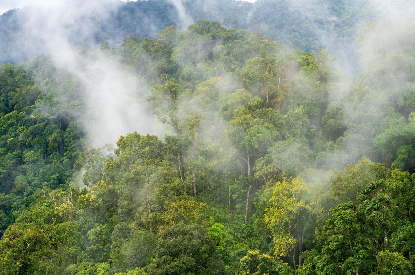 Tropical forests are far more than tall trees