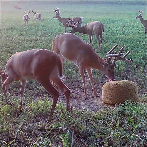 Buck Muffin Protein Tub | Protein and Supplements | Jade Seed & Outdoor ...