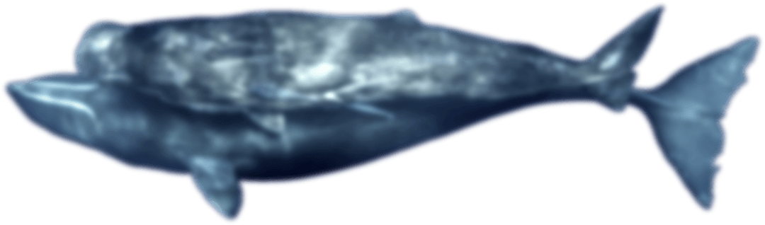 Project CETI •-- Home