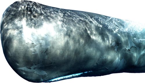 Project CETI •-- News, Research & Insights