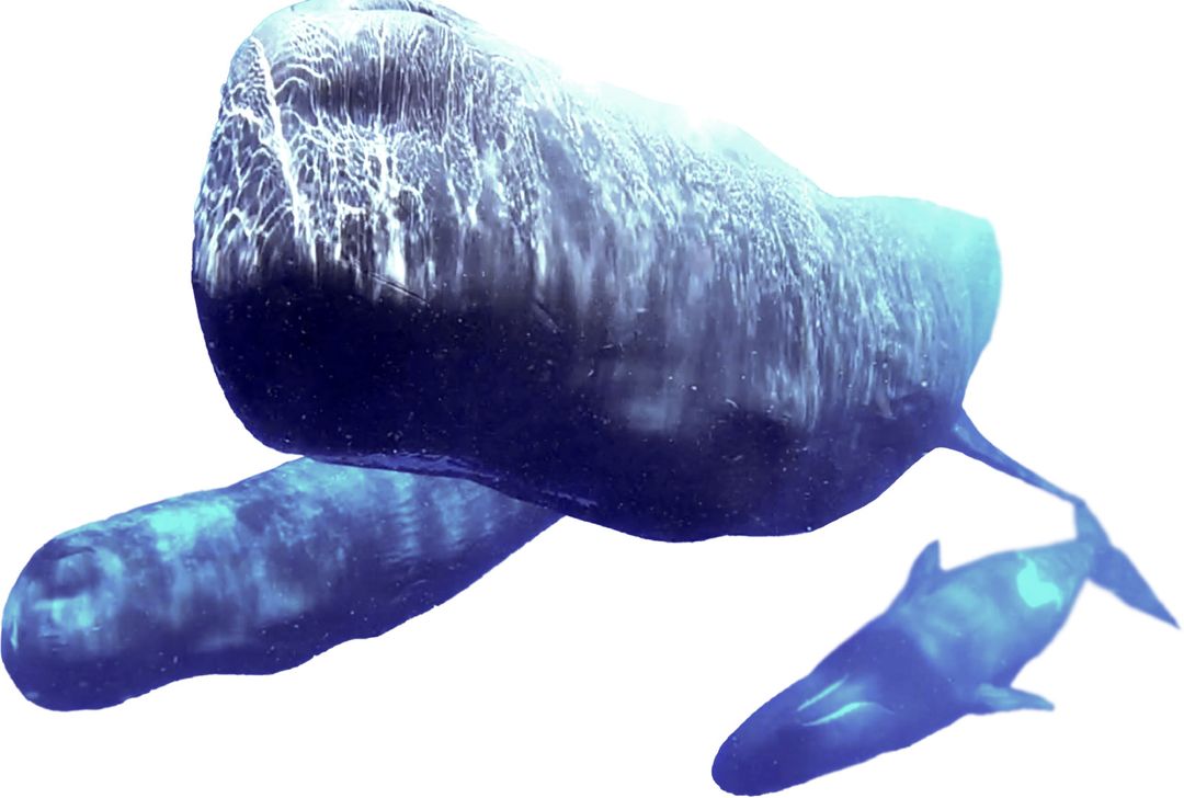 Project CETI •-- About