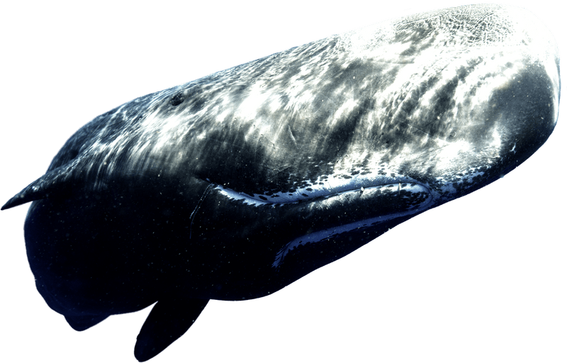 Project CETI •-- Home