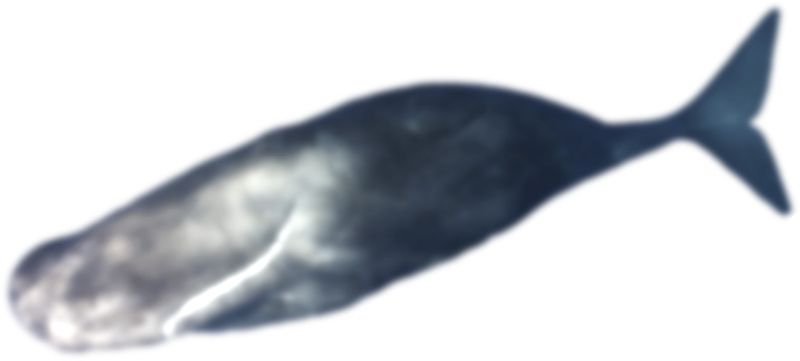 Project CETI •-- Home