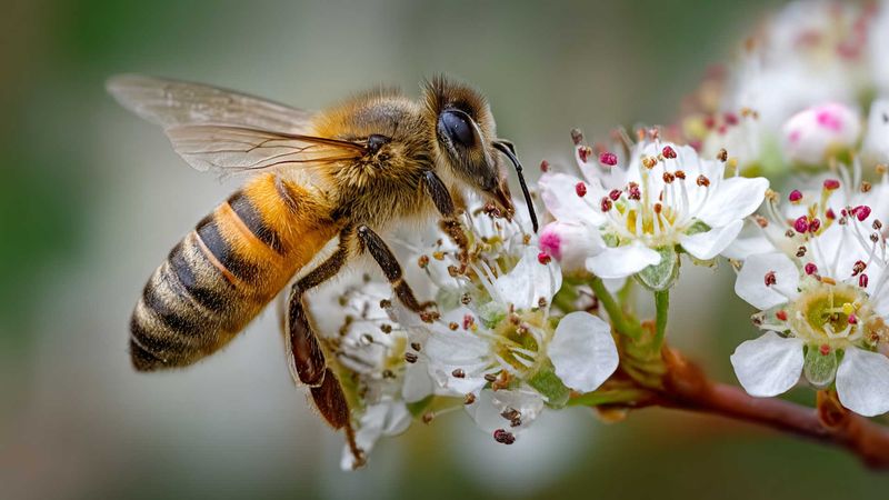 EPA Backs RNA-Based Pesticide for Varroa Mite Control, Marking Shift ...