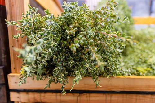 The Oregonia plant from Continental Floral Greens