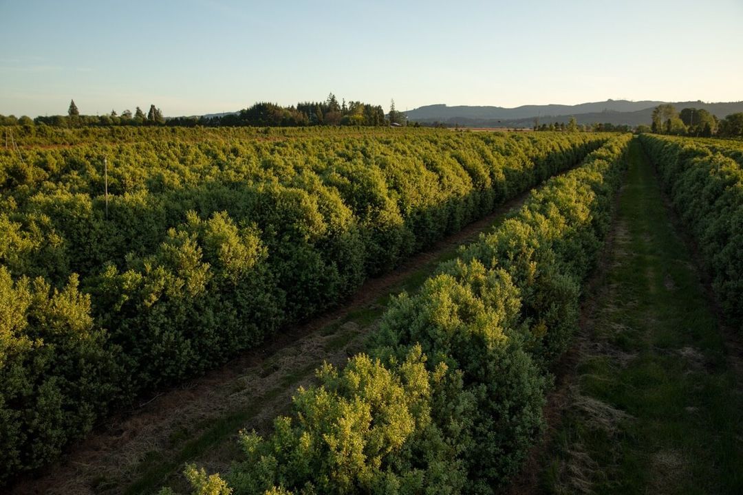 The Oregonia plant from Continental Floral Greens