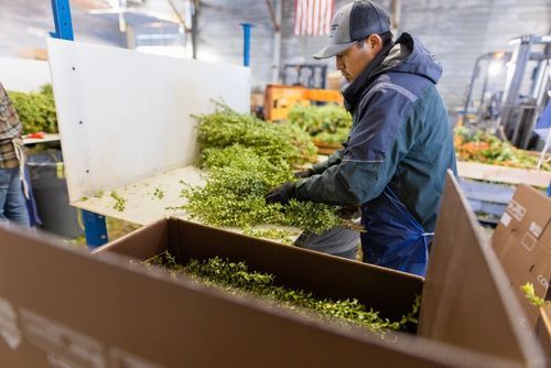 The Oregonia plant from Continental Floral Greens