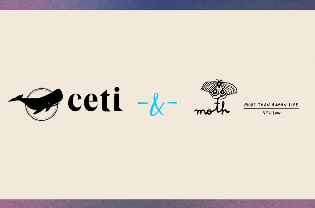 Project CETI •-- News, Research & Insights